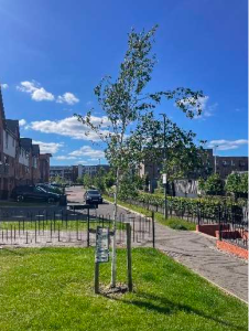 New Research Report – Evaluation of the Success of Urban Tree Planting ...
